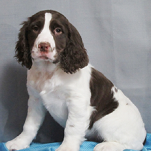 All Breeds | PuppySpot